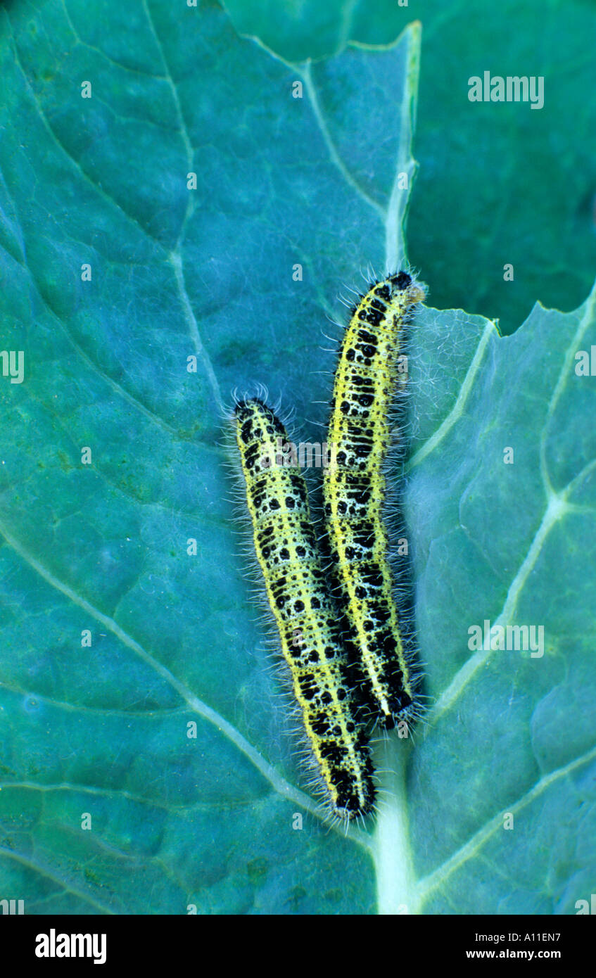 Cabbage white caterpillars on cabbage leaf Stock Photo - Alamy