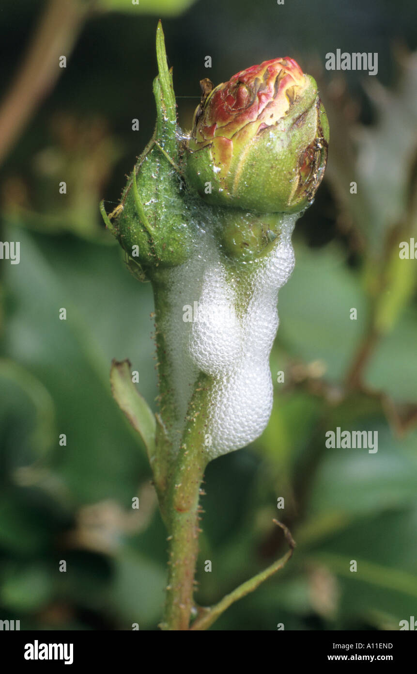 Cuckoo-spit on Rose bud Stock Photo - Alamy