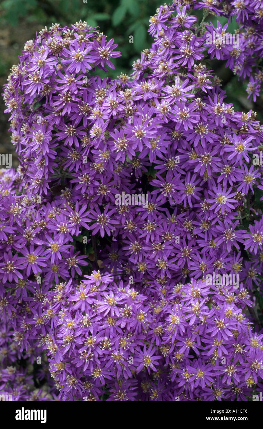 Olearia x scilloniensis 'Master Michael' Stock Photo - Alamy