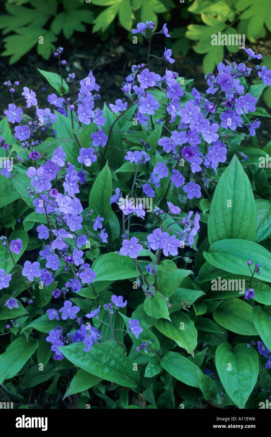 Omphalodes cappadocica 'Cherry Ingram' Stock Photo - Alamy