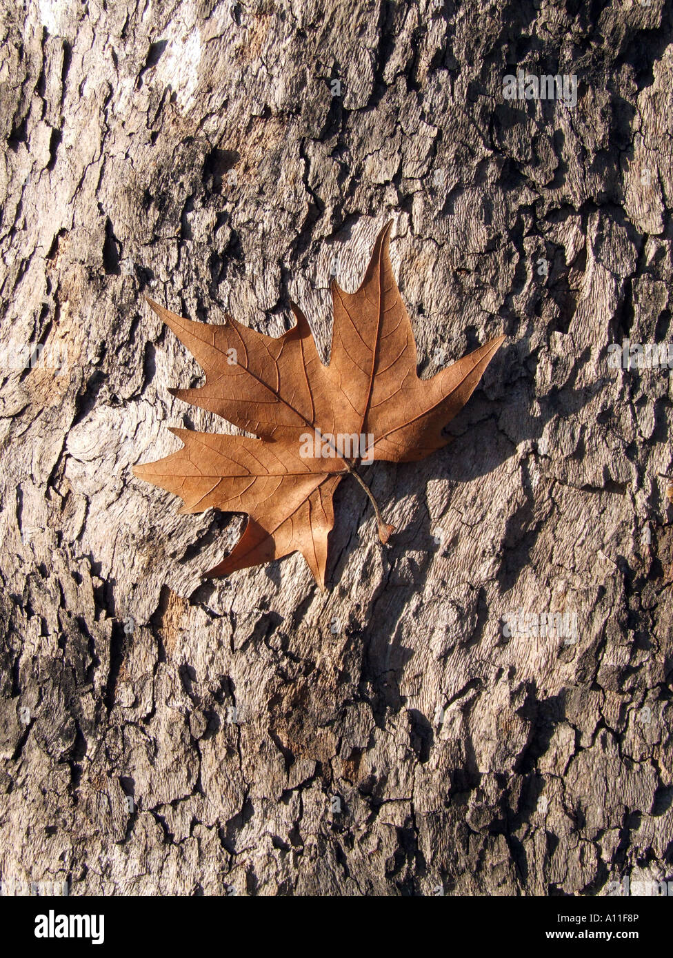 one leaf against tree bark Stock Photo - Alamy