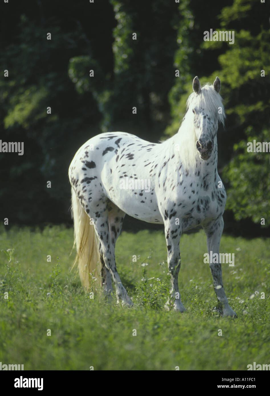 Friesian Appaloosa mare cross Stock Photo - Alamy