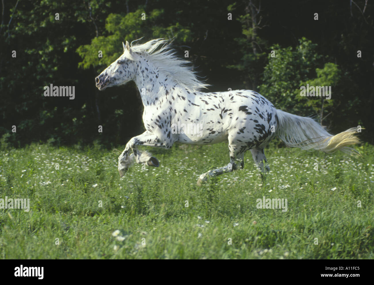 Friesian Appaloosa cross mare Sequioa 168 Mark J Barrett 2001 Stock ...