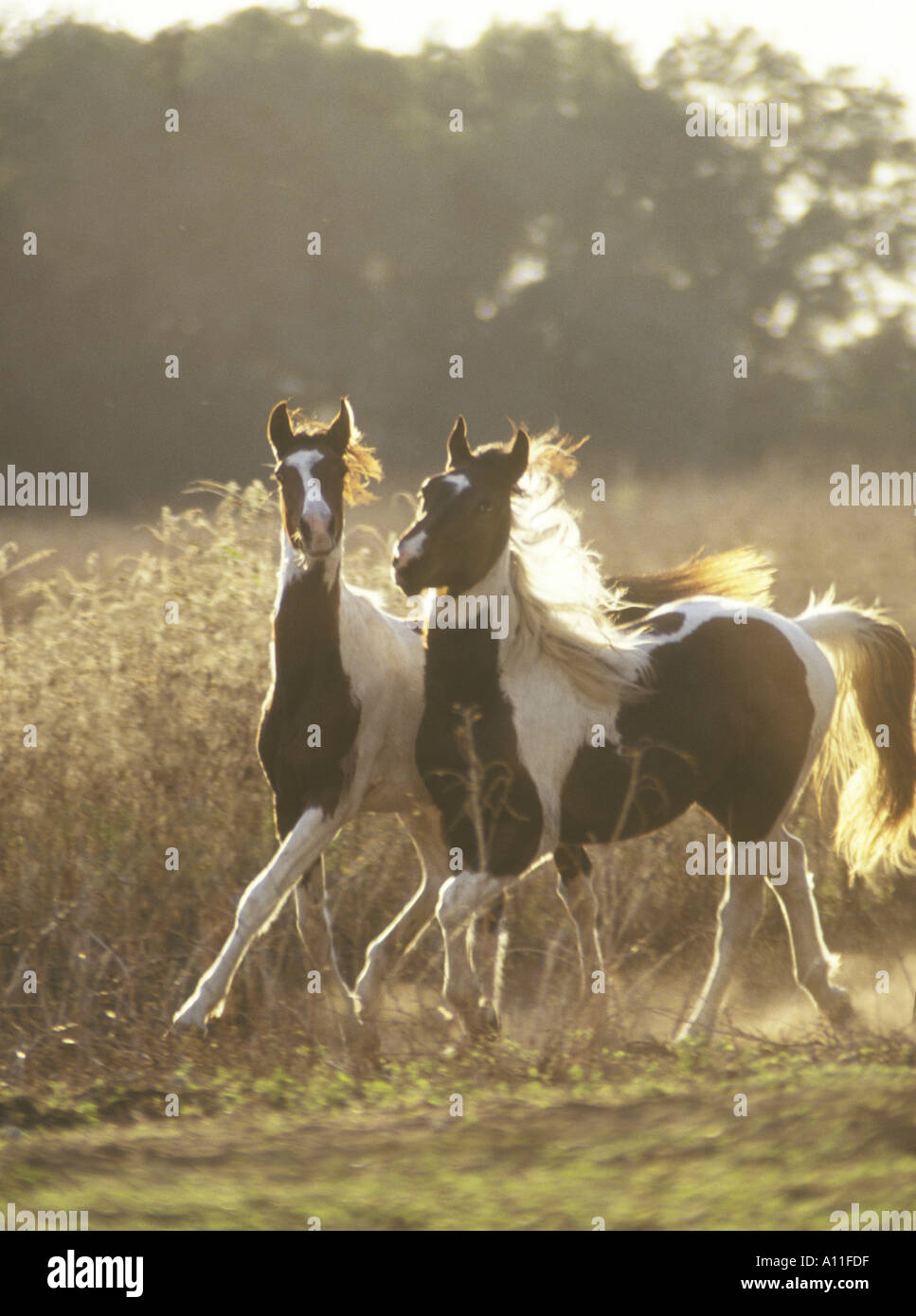 Wild paint horses hi-res stock photography and images - Alamy