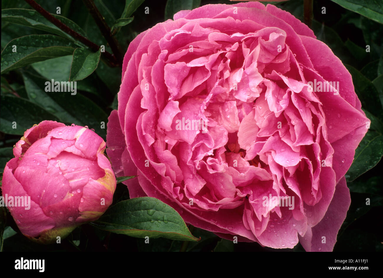 Paeonia lactiflora gayborder june peony hi-res stock photography and ...