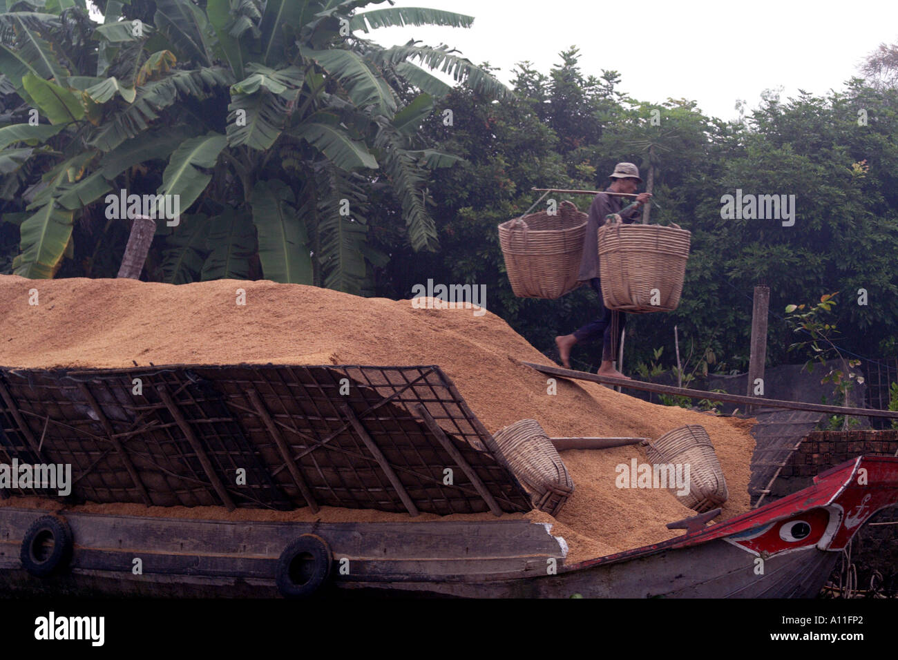 Filling a rice boat with hulls using a shoulder basket, Mekong Delta ...