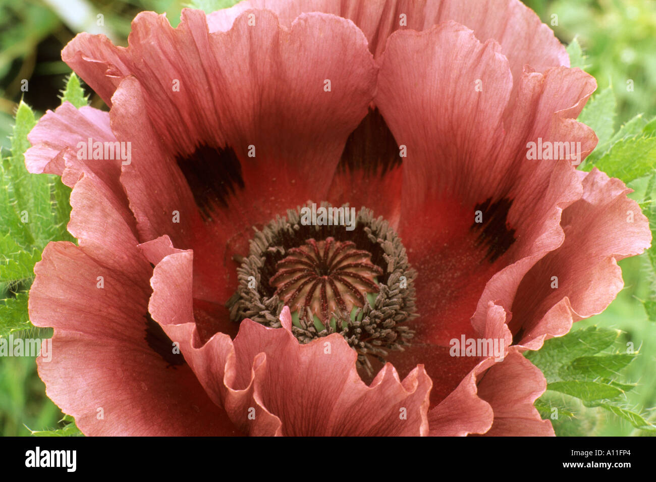 Papaver orientale pattys plum hi-res stock photography and images - Alamy