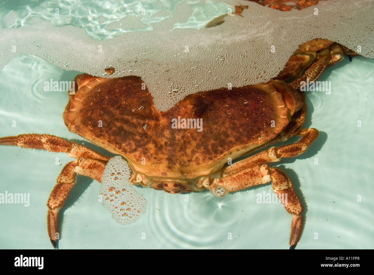Huge Atlantic crab Stock Photo - Alamy