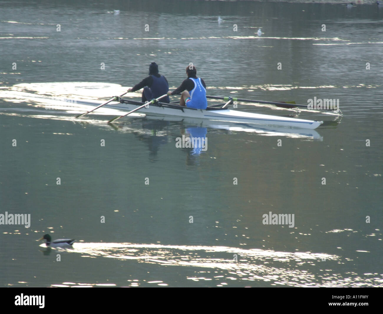 two rowers on river Stock Photo - Alamy