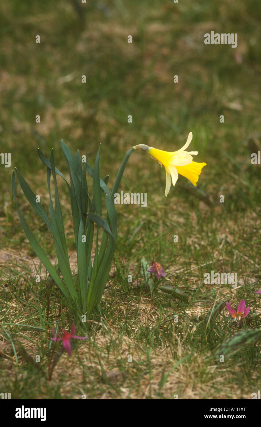 Wild Daffodil (Lent Lily) Narcissus pseudonarcissus, Roncal Pass ...