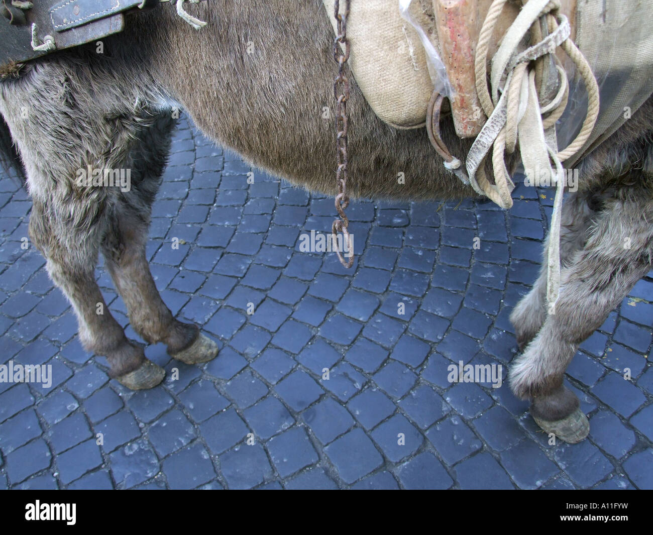 mule feet on cobbled street Stock Photo - Alamy