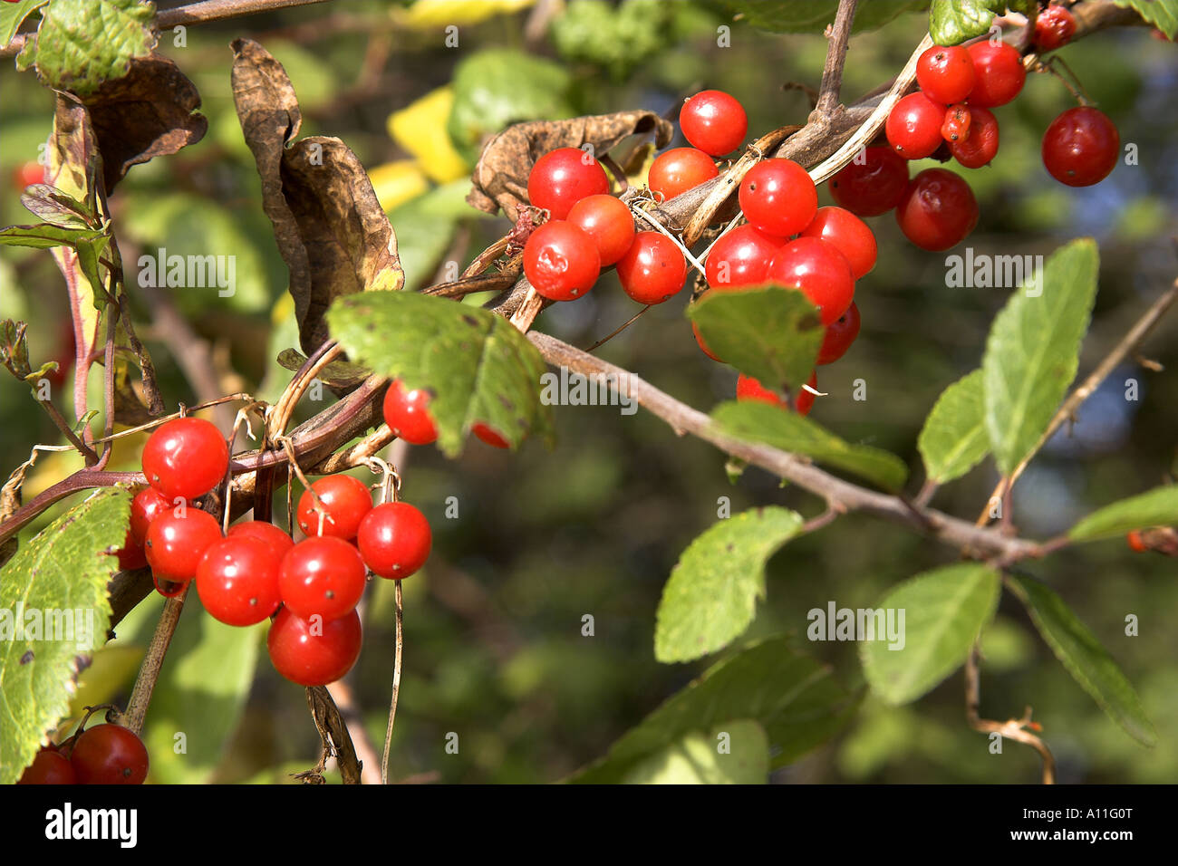 Black Bryony Tamus communis showing berries in autumn Stock Photo - Alamy