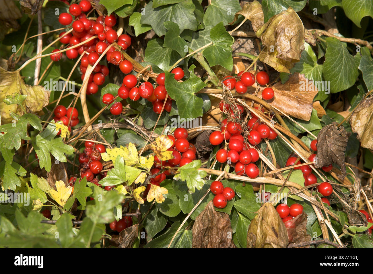 Black Bryony Tamus communis showing berries in autumn Stock Photo - Alamy