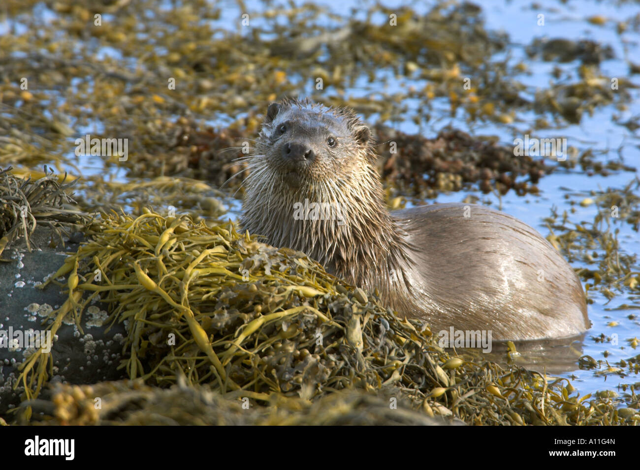 European Otter Lutra lutra adult male on bladderwrack seaweed, Loch ...