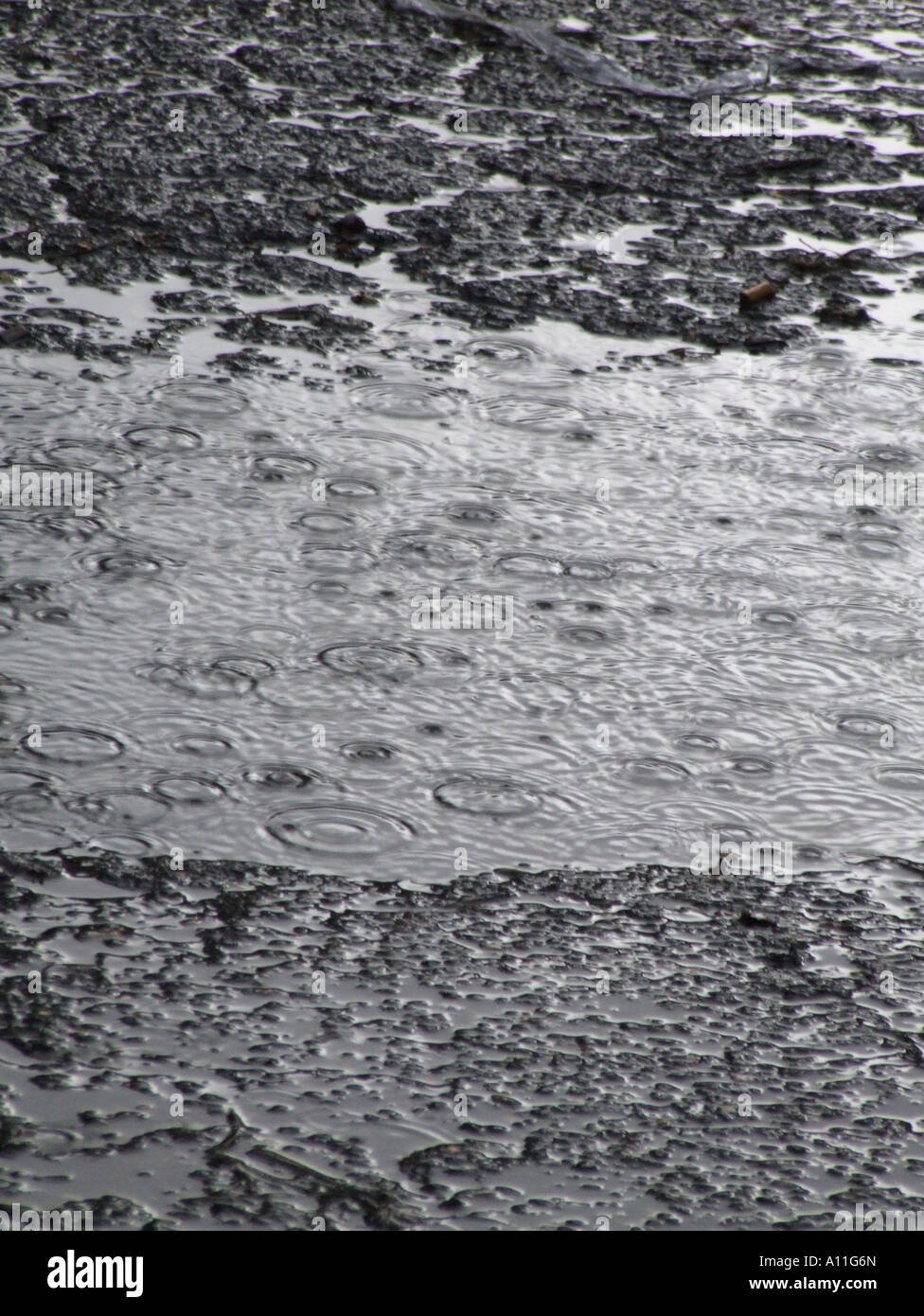 raindrops splashing into pool of water on street Stock Photo - Alamy