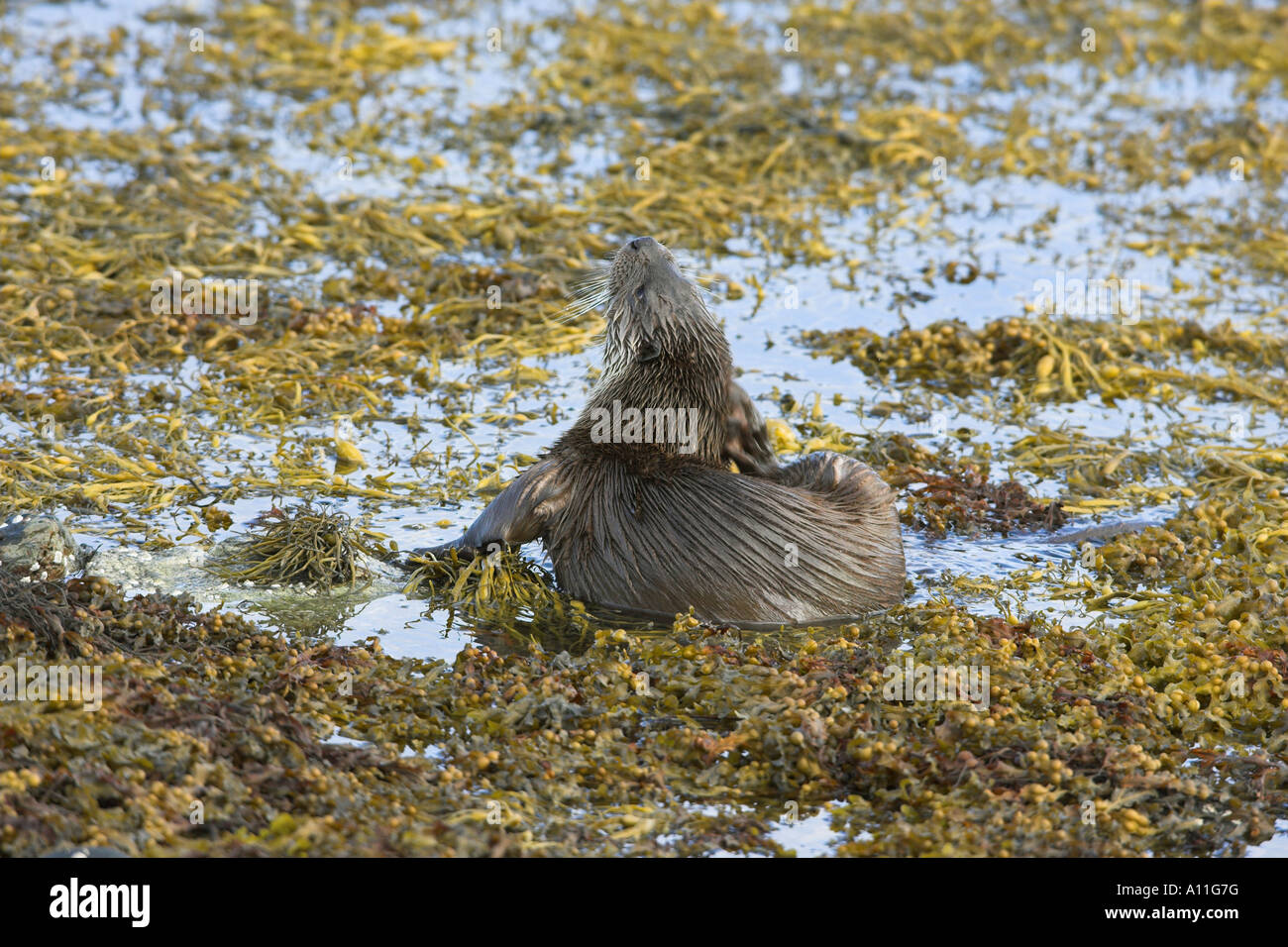 European Otter Lutra lutra adult male scratching while amongst ...