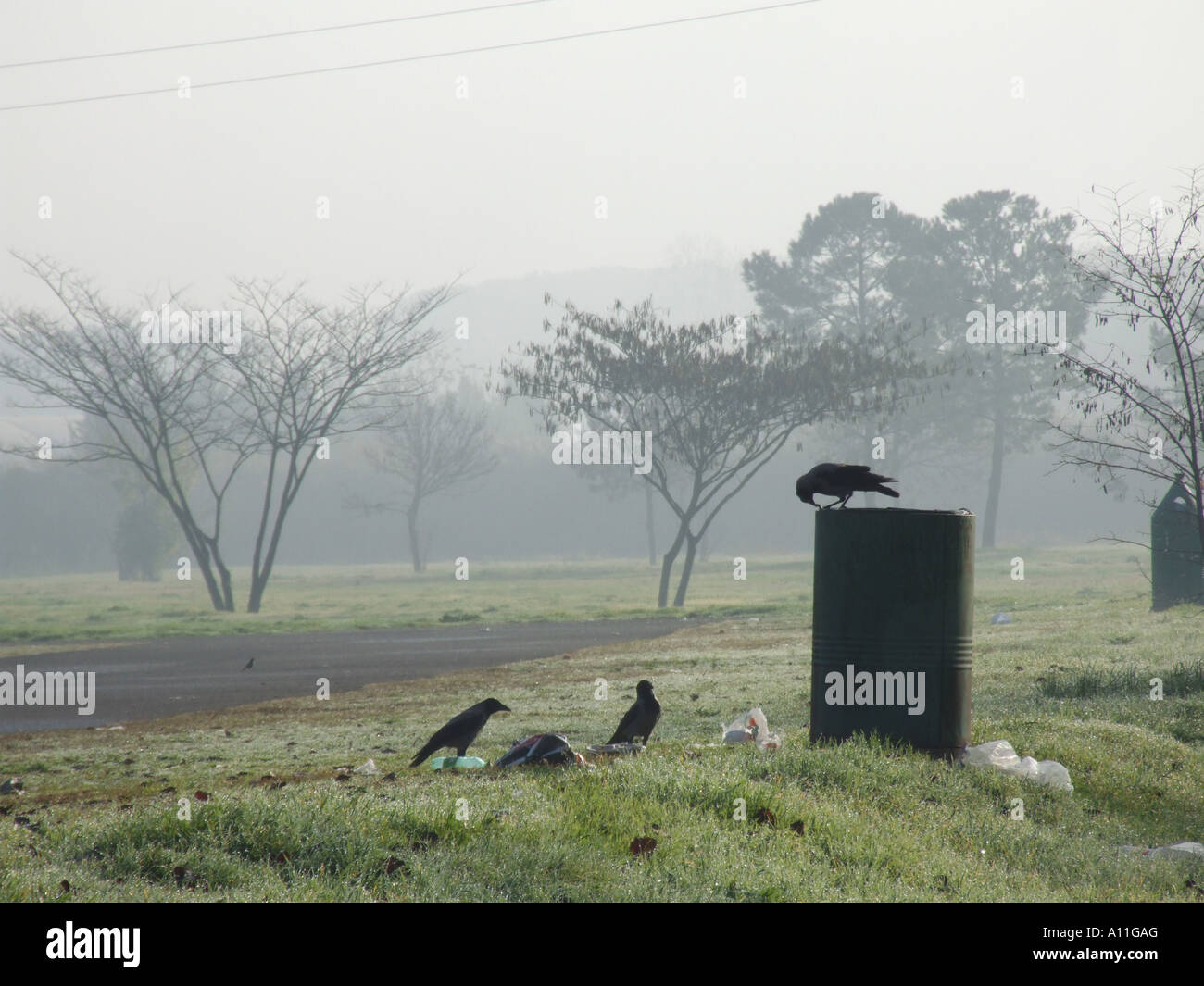 three crows scavenging in litter bin Stock Photo - Alamy