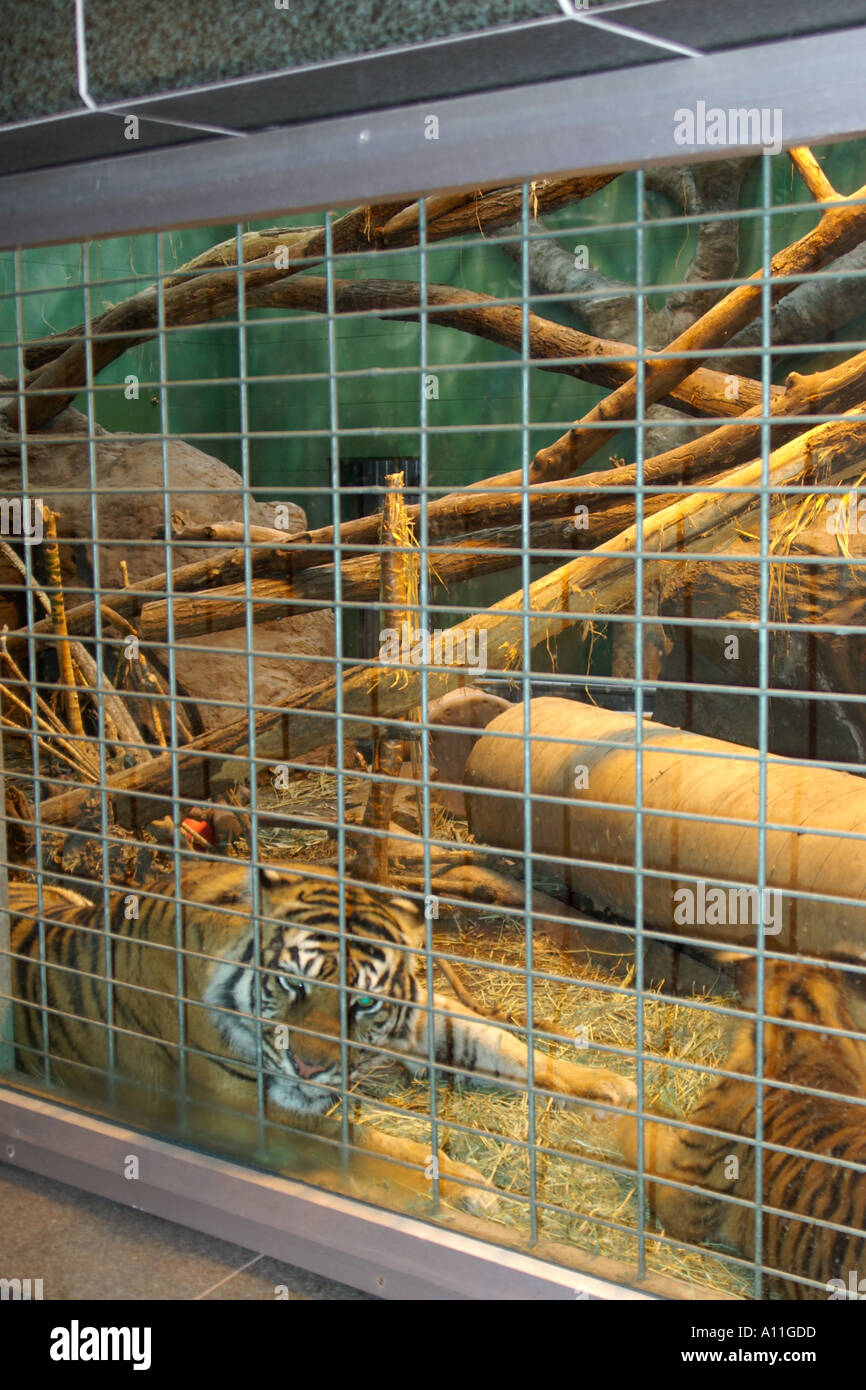 captive tiger felis tigris Stock Photo - Alamy