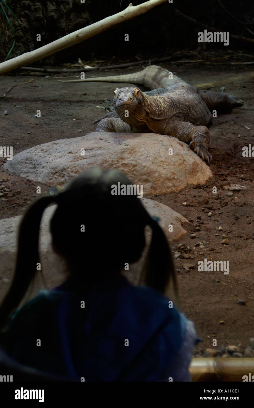 captive komodo dragon varanus komodoensis with child watching it Stock ...
