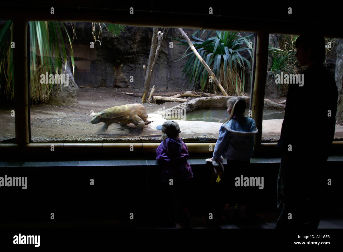 captive komodo dragon varanus komodoensis Stock Photo - Alamy