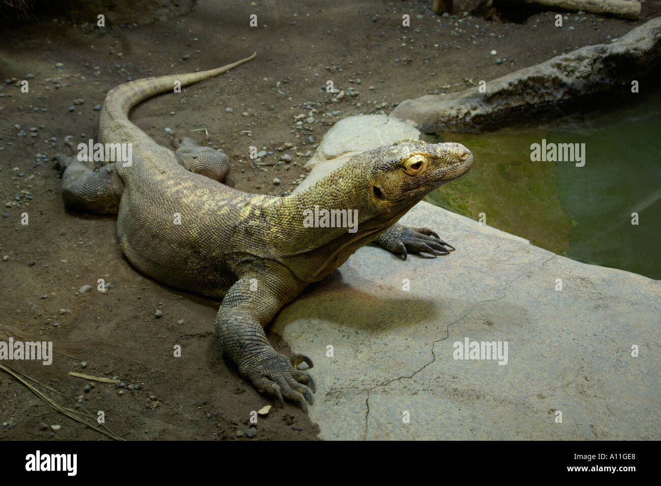 Komodo dragon enclosure hi-res stock photography and images - Alamy