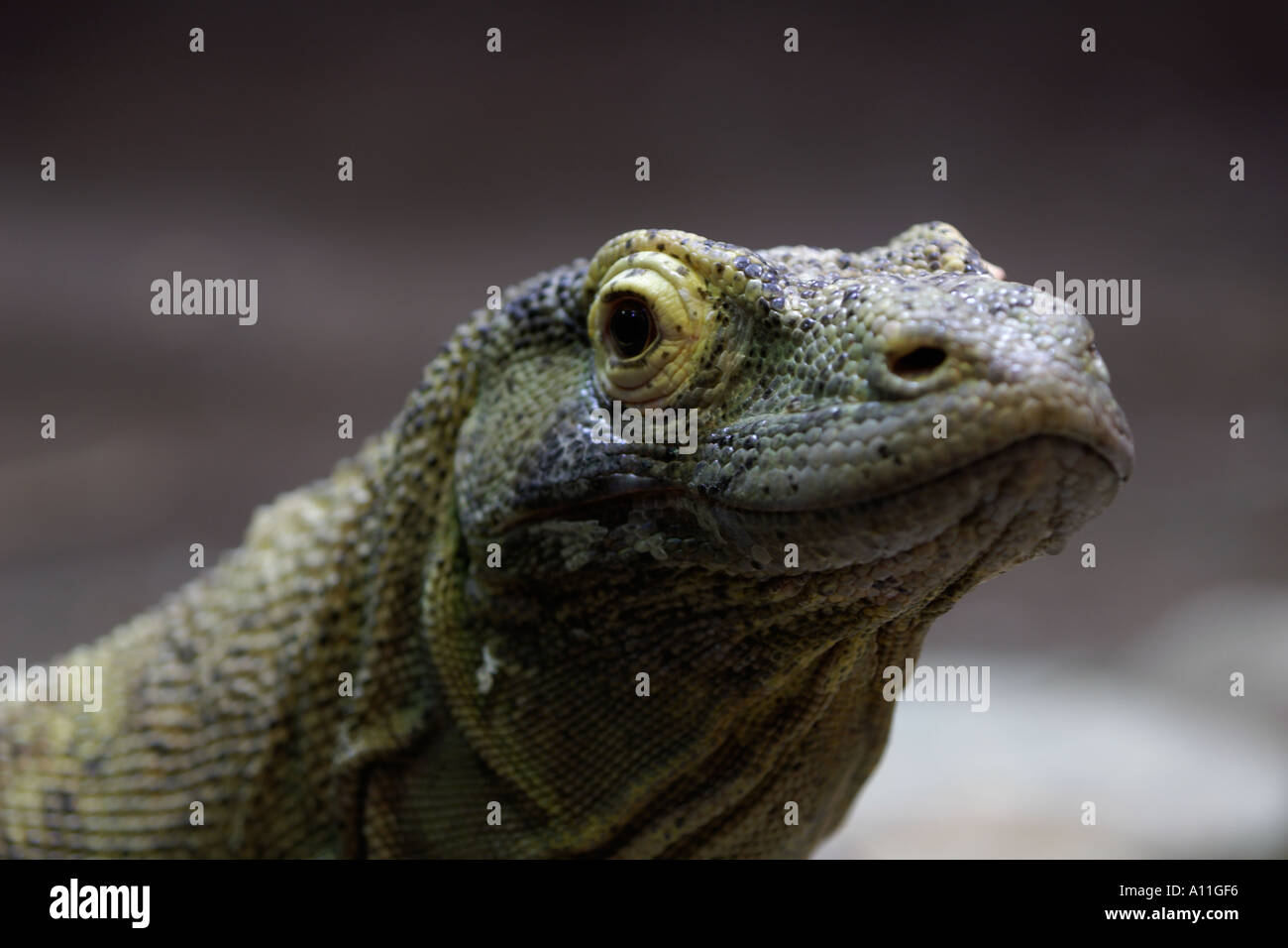 captive komodo dragon varanus komodoensis head close up Stock Photo - Alamy