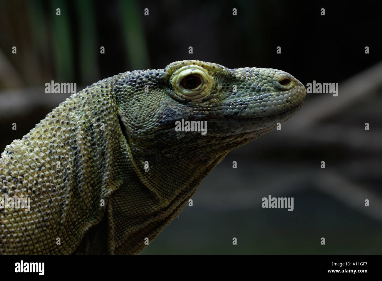 captive komodo dragon varanus komodoensis head close up profile Stock ...