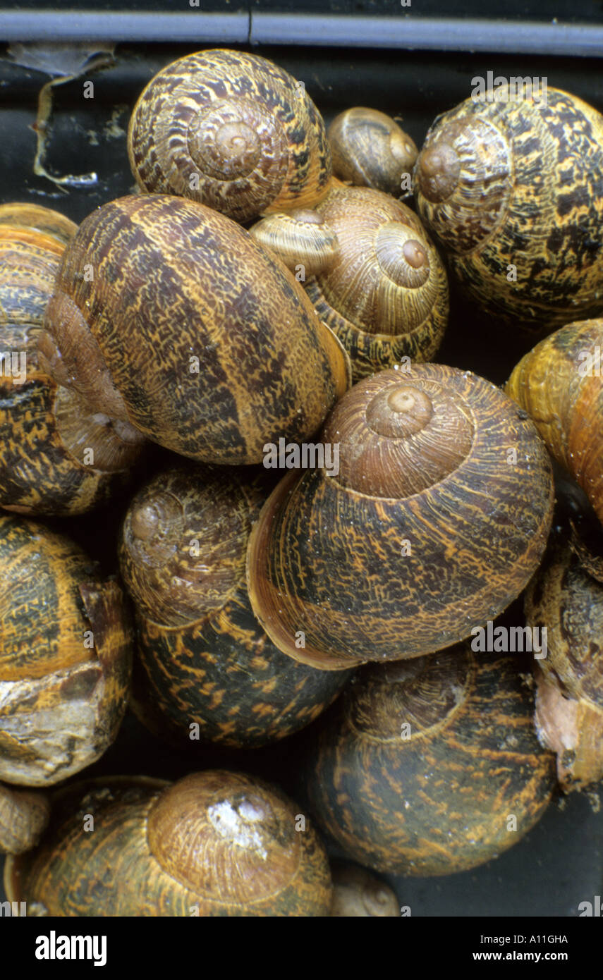 Hibernating snails hi-res stock photography and images - Alamy