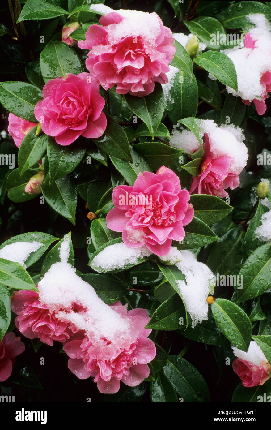 Camellia japonica 'Debbie', snow pink flower camellias Stock Photo - Alamy