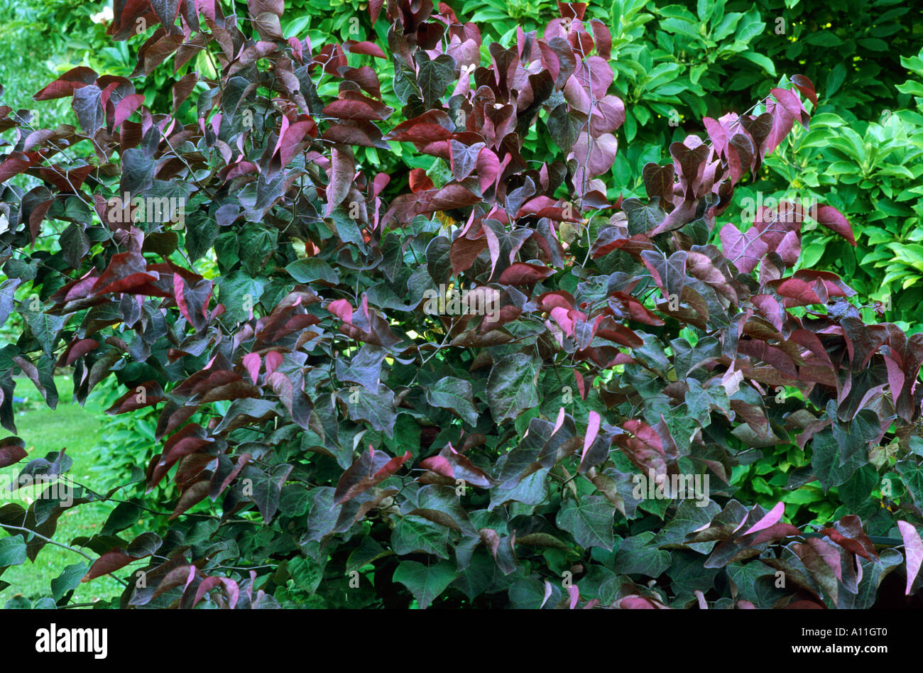 Cercis canadensis 'Forest Pansy' Stock Photo - Alamy