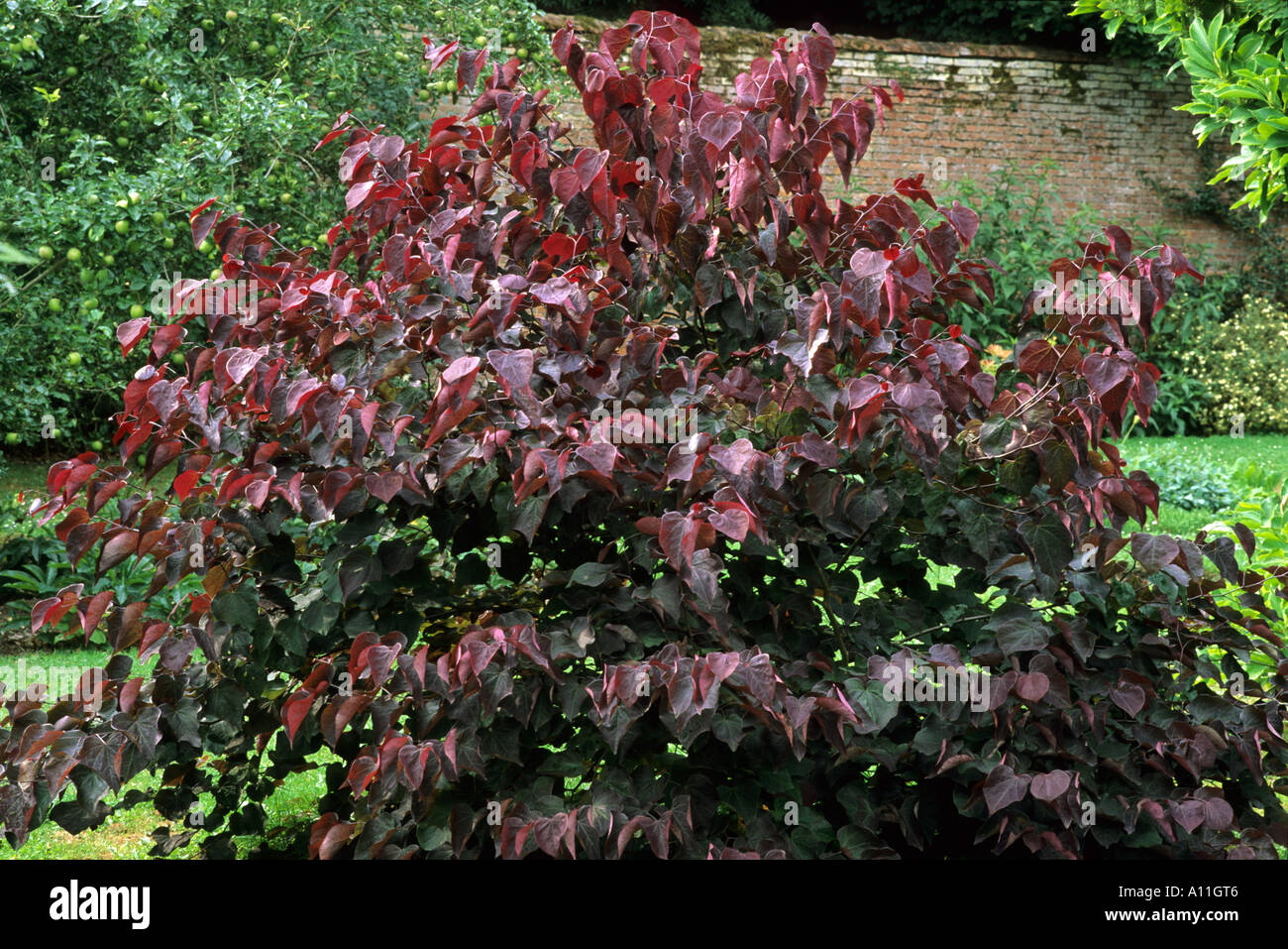Cercis canadensis 'Forest Pansy', tree, foliage Stock Photo - Alamy