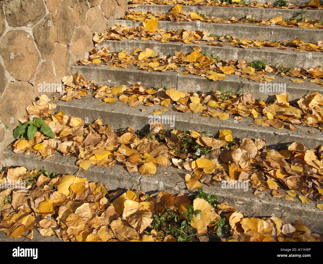 fallen leaves on steps Stock Photo - Alamy