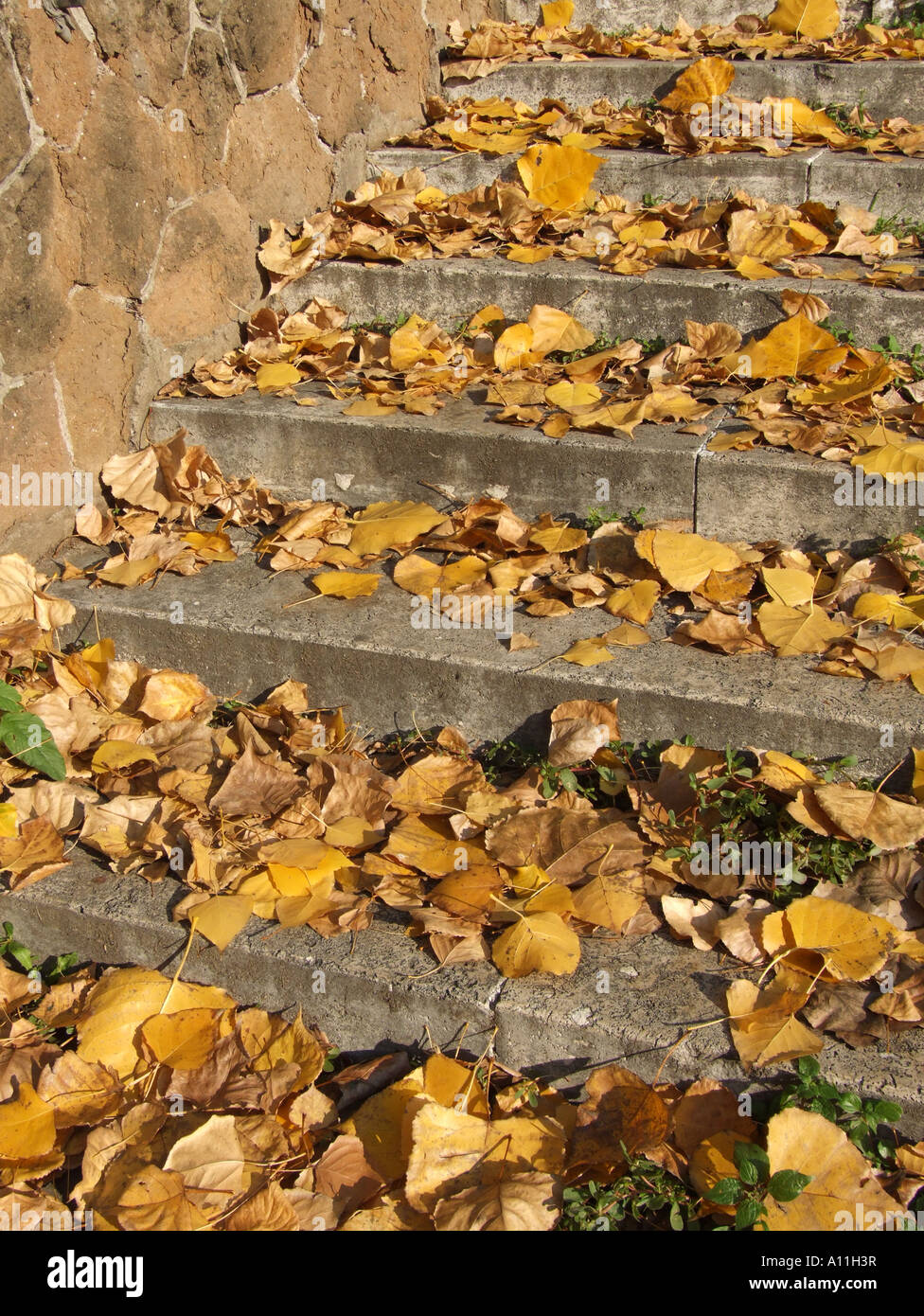 fallen leaves on steps Stock Photo - Alamy