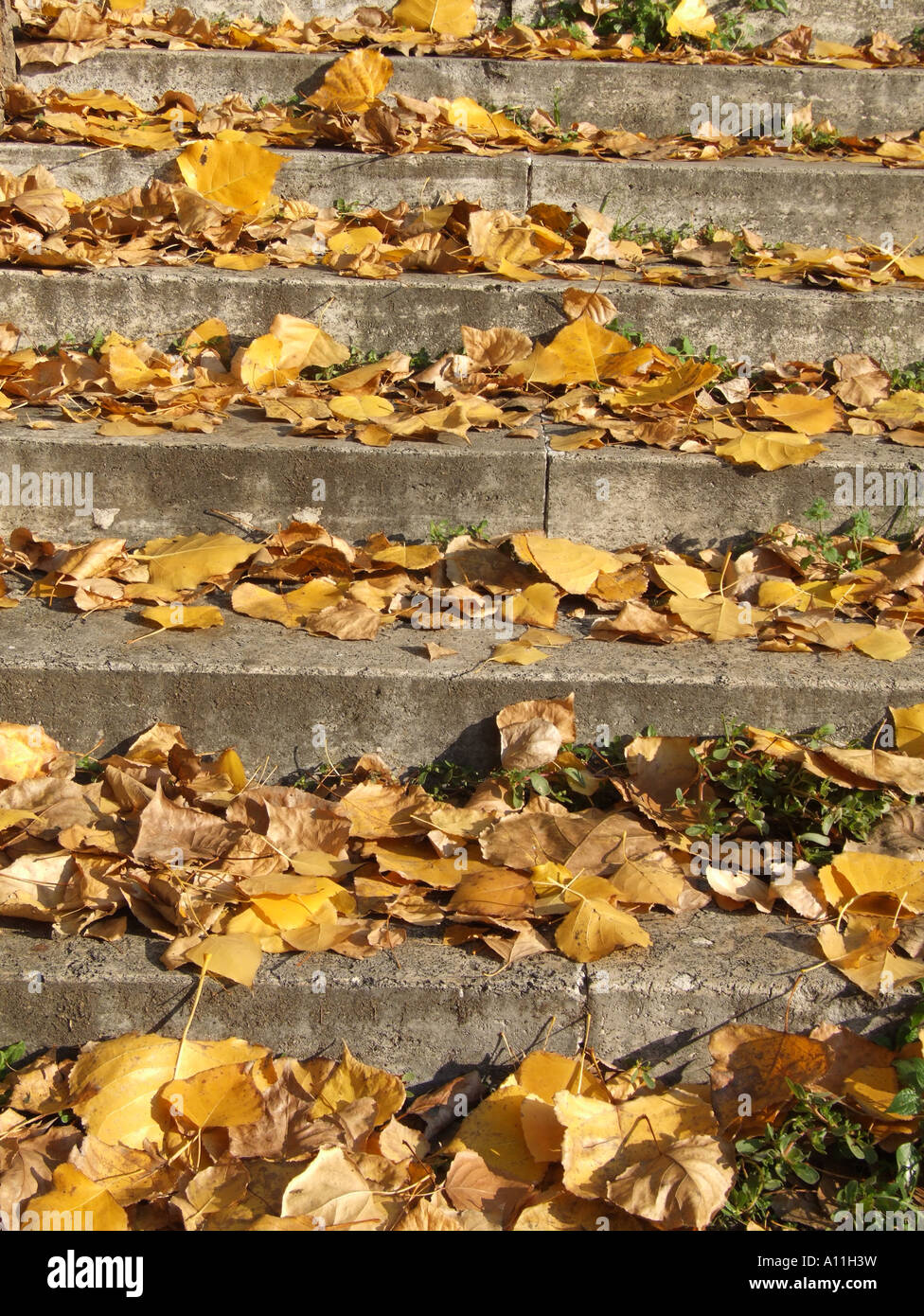fallen leaves on steps Stock Photo - Alamy