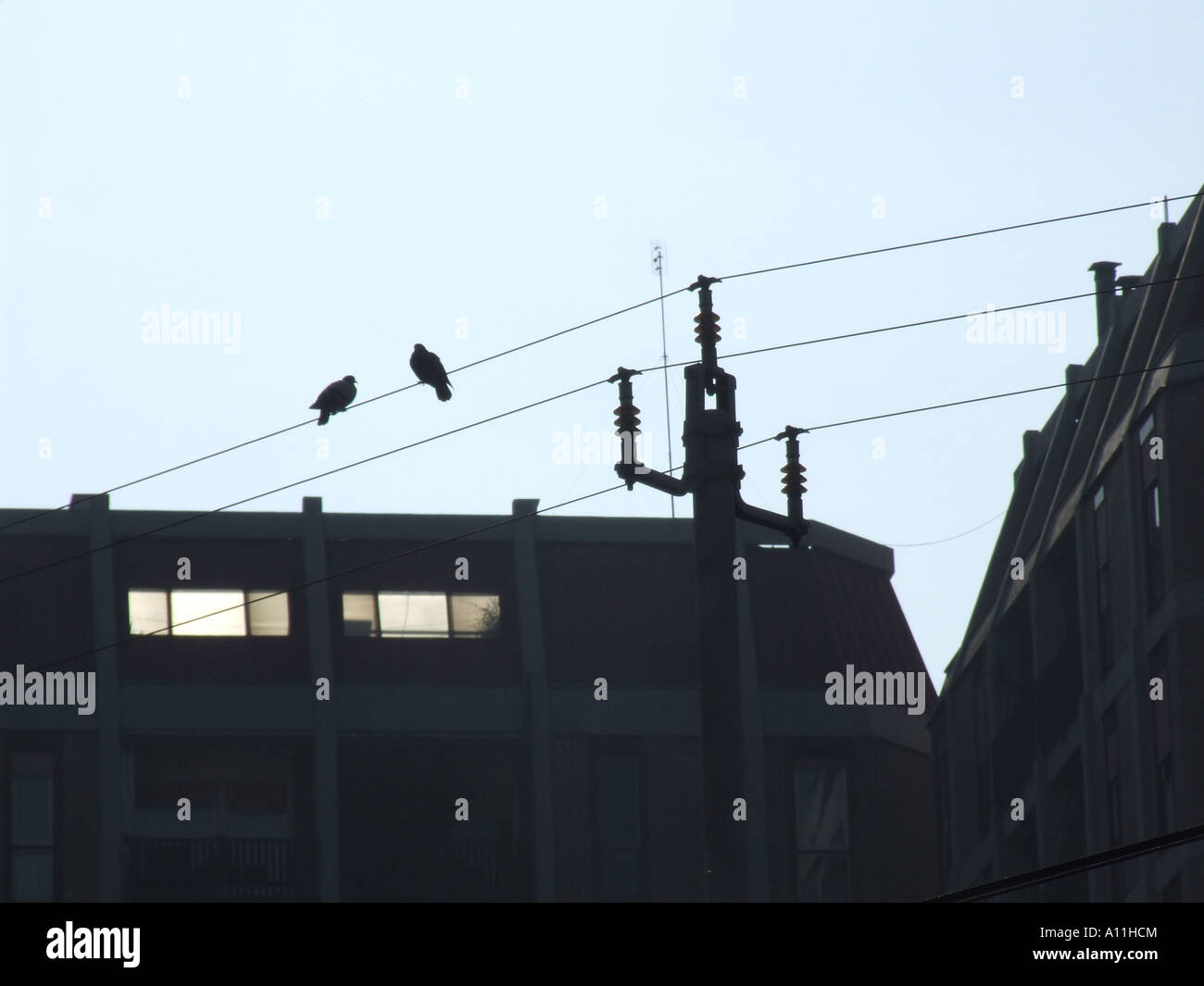 two birds on train power lines Stock Photo - Alamy