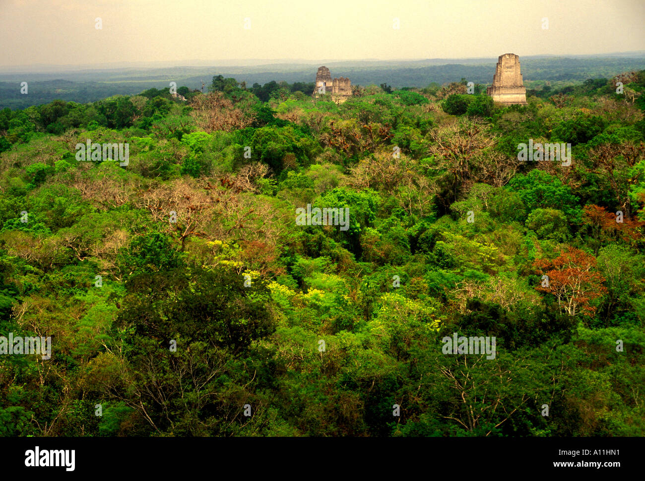 temple, jungle, jungle canopy, Tikal, Tikal National Park, El Peten, El ...