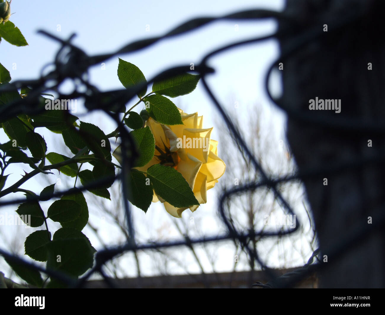 Rose growing through fence hi-res stock photography and images - Alamy