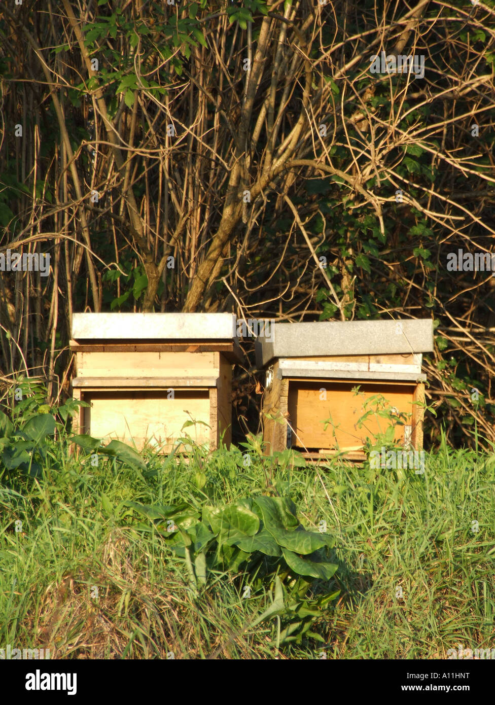 two bee hives in forest Stock Photo - Alamy
