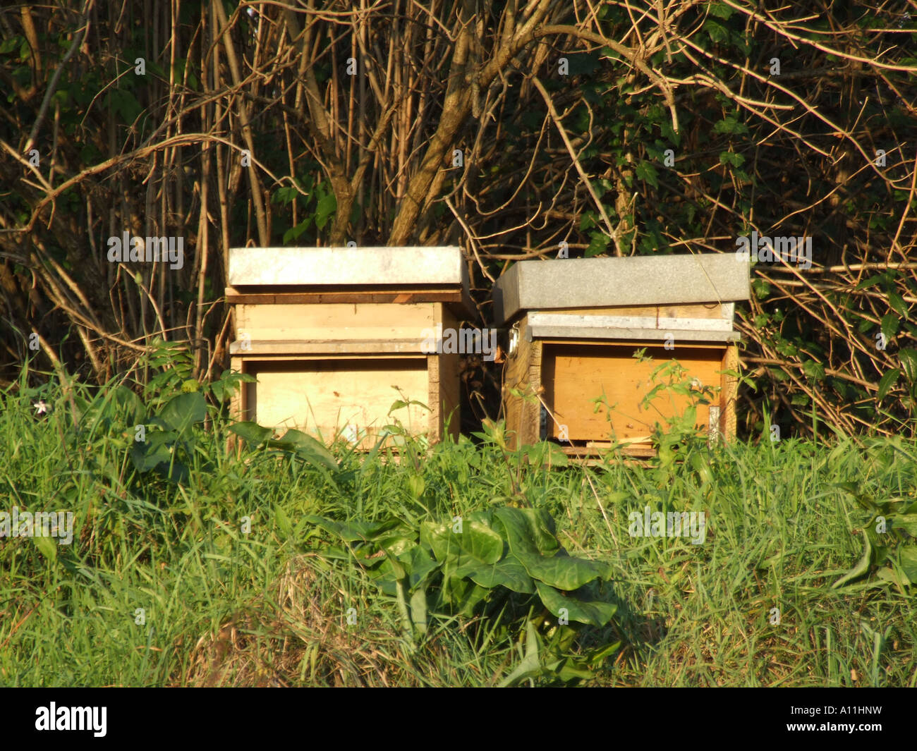 two bee hives in forest Stock Photo - Alamy