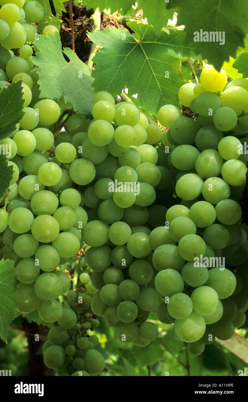 Grapes 'Muscat of Alexandria', edible fruit, grape, greenhouse garden ...