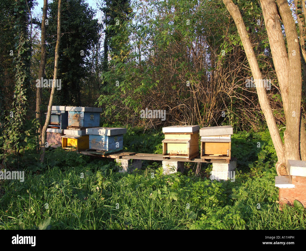 bee hives in forest Stock Photo - Alamy