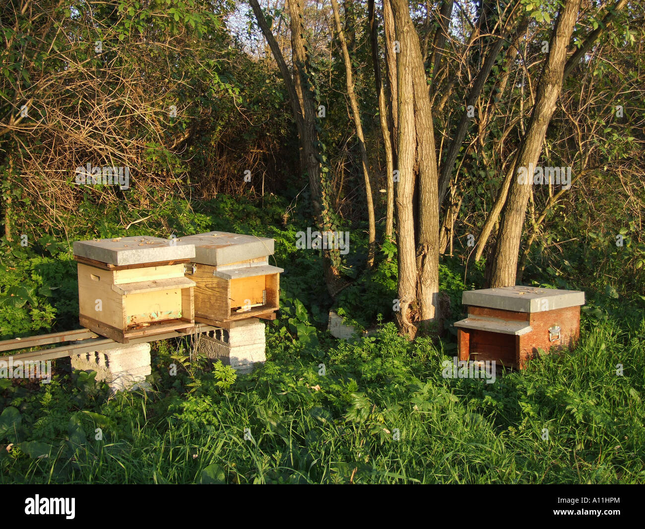 bee hives in woods Stock Photo - Alamy
