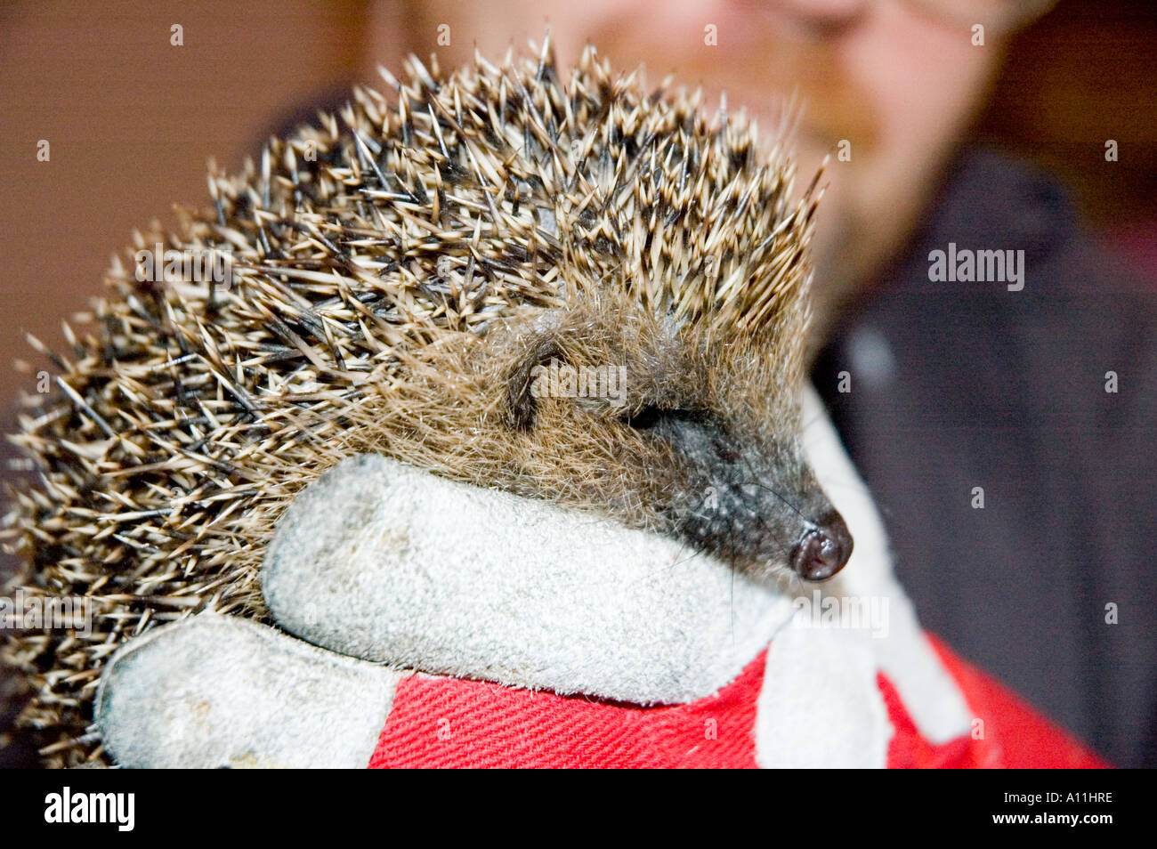 Rescued Hedgehog in captivity part of Erinaceidae family of Europe ...