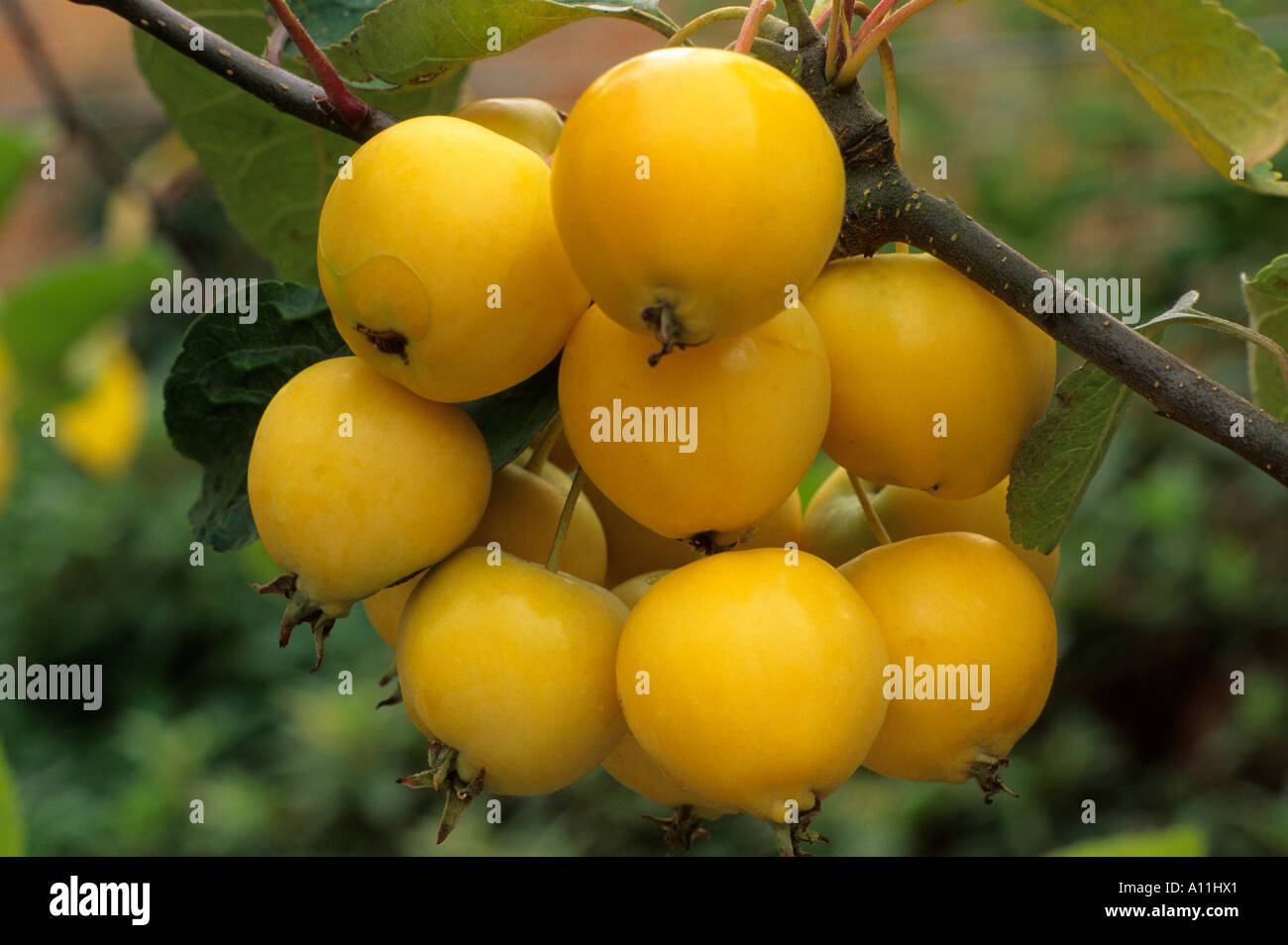 Malus 'Golden Hornet', Crab apple, fruit, berries apples Stock Photo ...