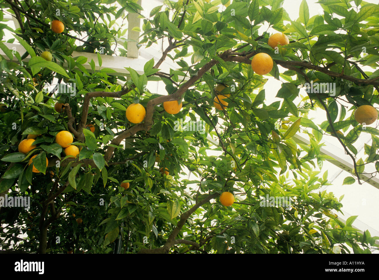 Oranges growing in English Orangery, edible fruit, horticulture ...