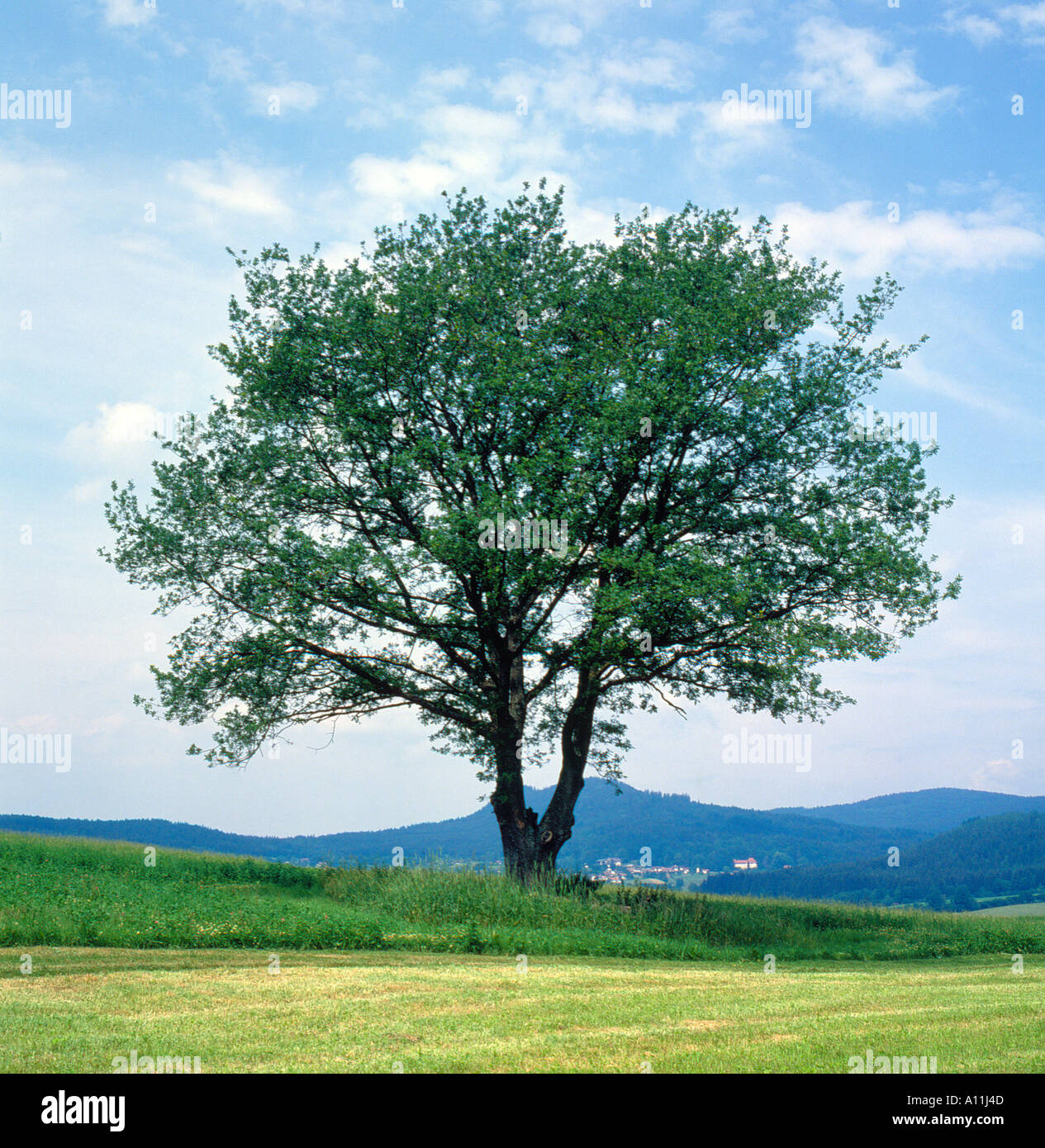 sole tree Bavarian Forest Germany Europe summer 4 seasons beech tree ...