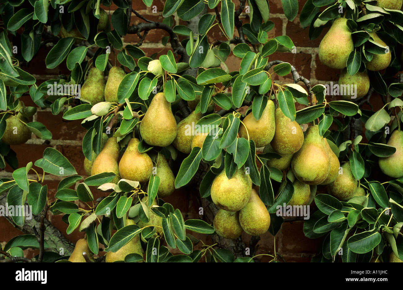 Pear 'Conference', wall-trained fan, pyrus, wall trained, kitchen ...