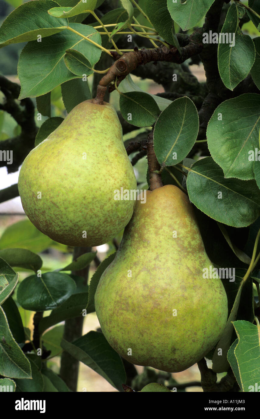 Pear 'William's Bon Chretien', edible fruit, kitchen garden plant ...