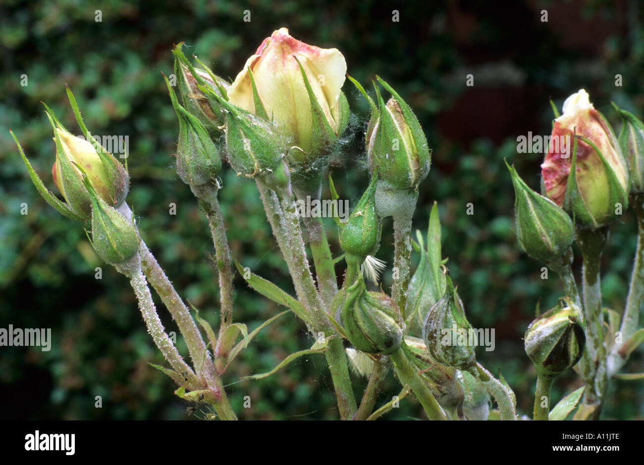 Aphid Damage On Roses