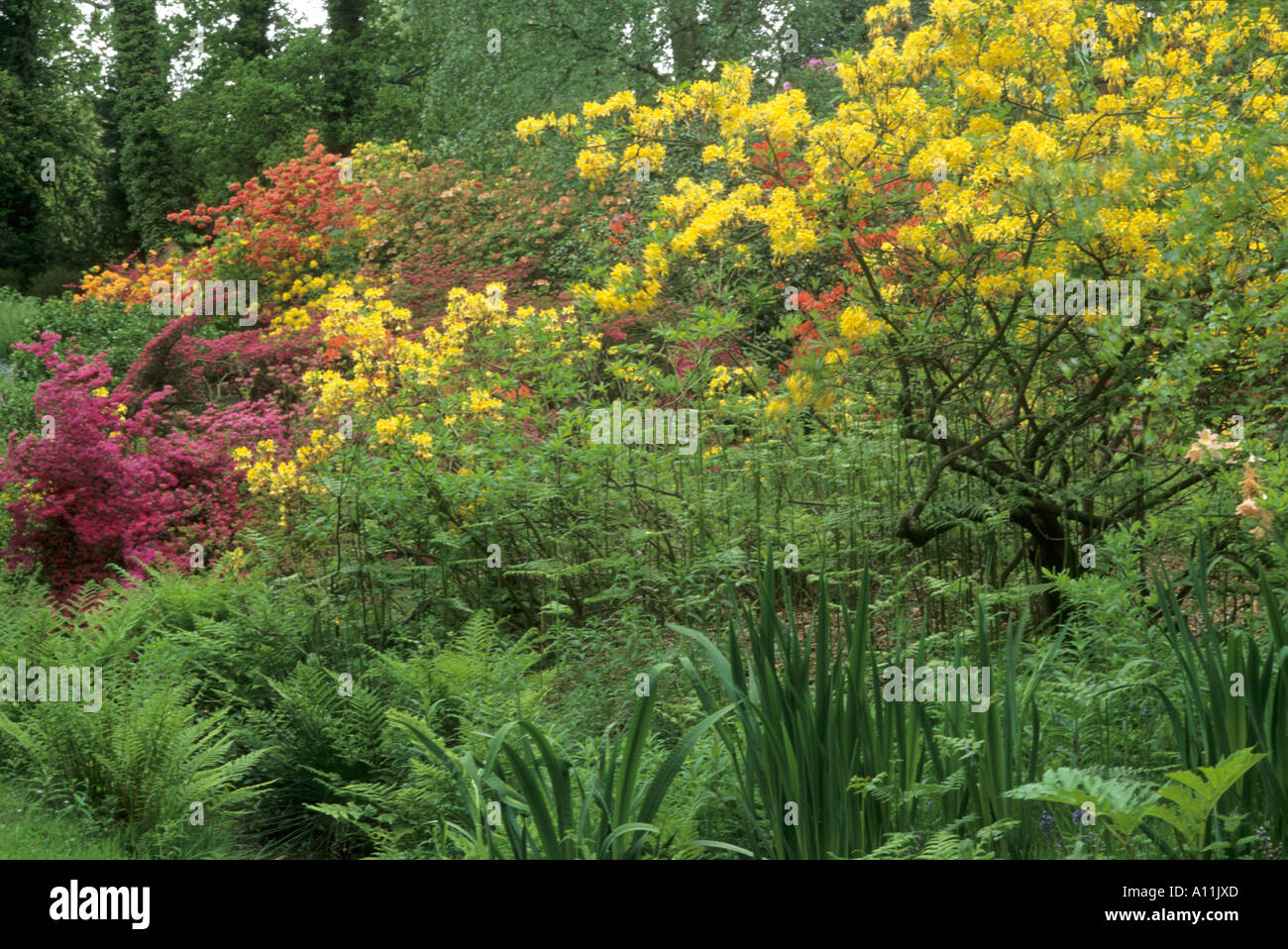 Azalea, ferns, water, bog garden, Spring Stock Photo - Alamy